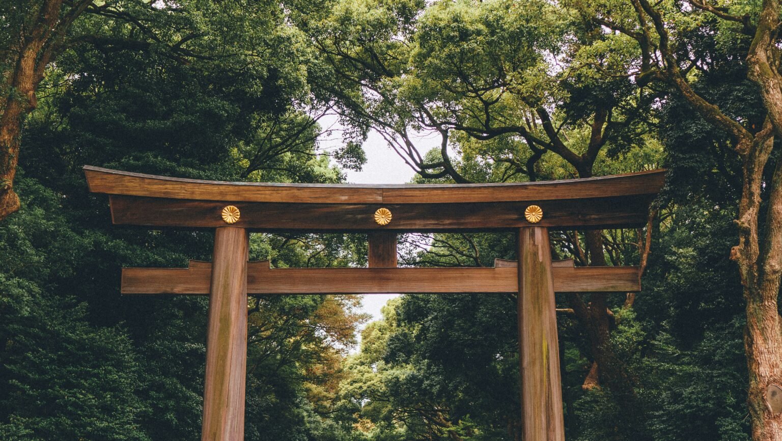 Shinrin-Yoku: The Japanese Art of Forest Bathing That Can Transform ...